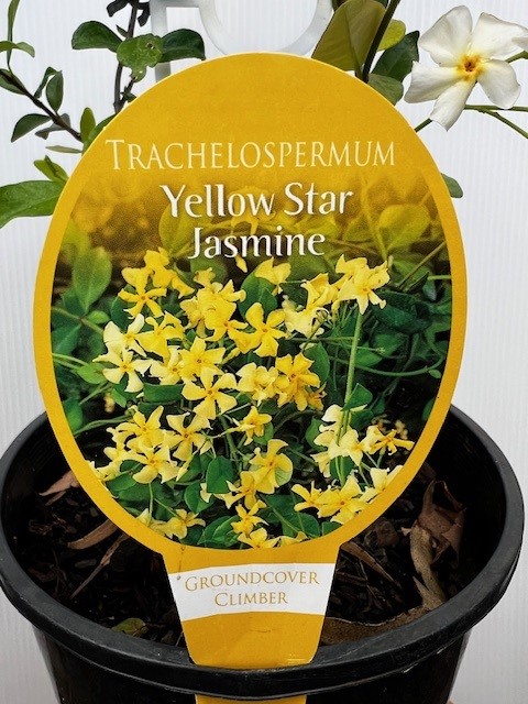 Star Jasmine - Yellow Star - Guildford Garden Centre