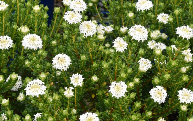 Pimelea - White Solitaire - Guildford Garden Centre
