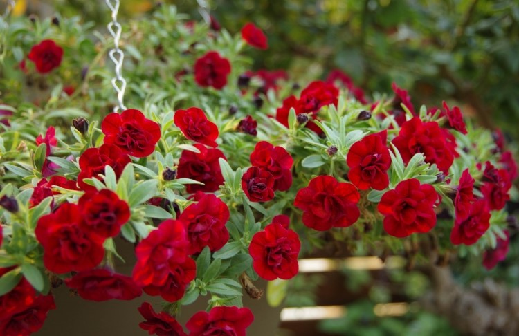 Calibrachoa - Superbells Double Ruby - Guildford Garden Centre