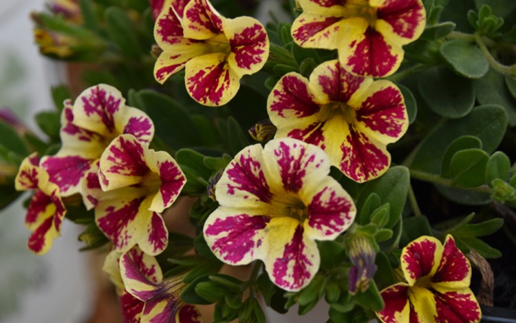 Calibrachoa - Superbells Holy Moly - Perth, WA - Garden Centre