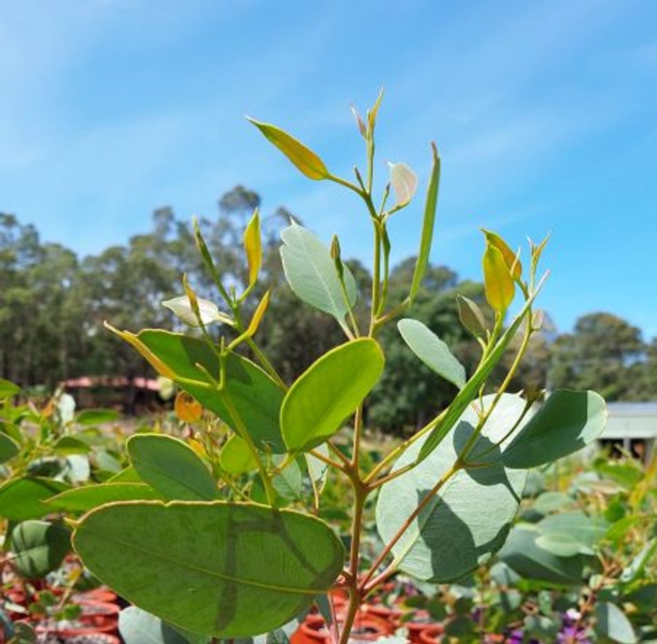 Eucalyptus forrestiana - Fuchsia Gum - Guildford Garden Centre