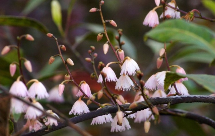 Elaeocarpus - Dark Pink Elly - Guildford Garden Centre