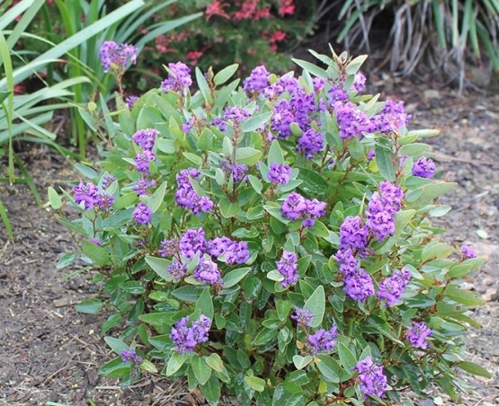 Hardenbergia - Mini Meema - Guildford Garden Centre