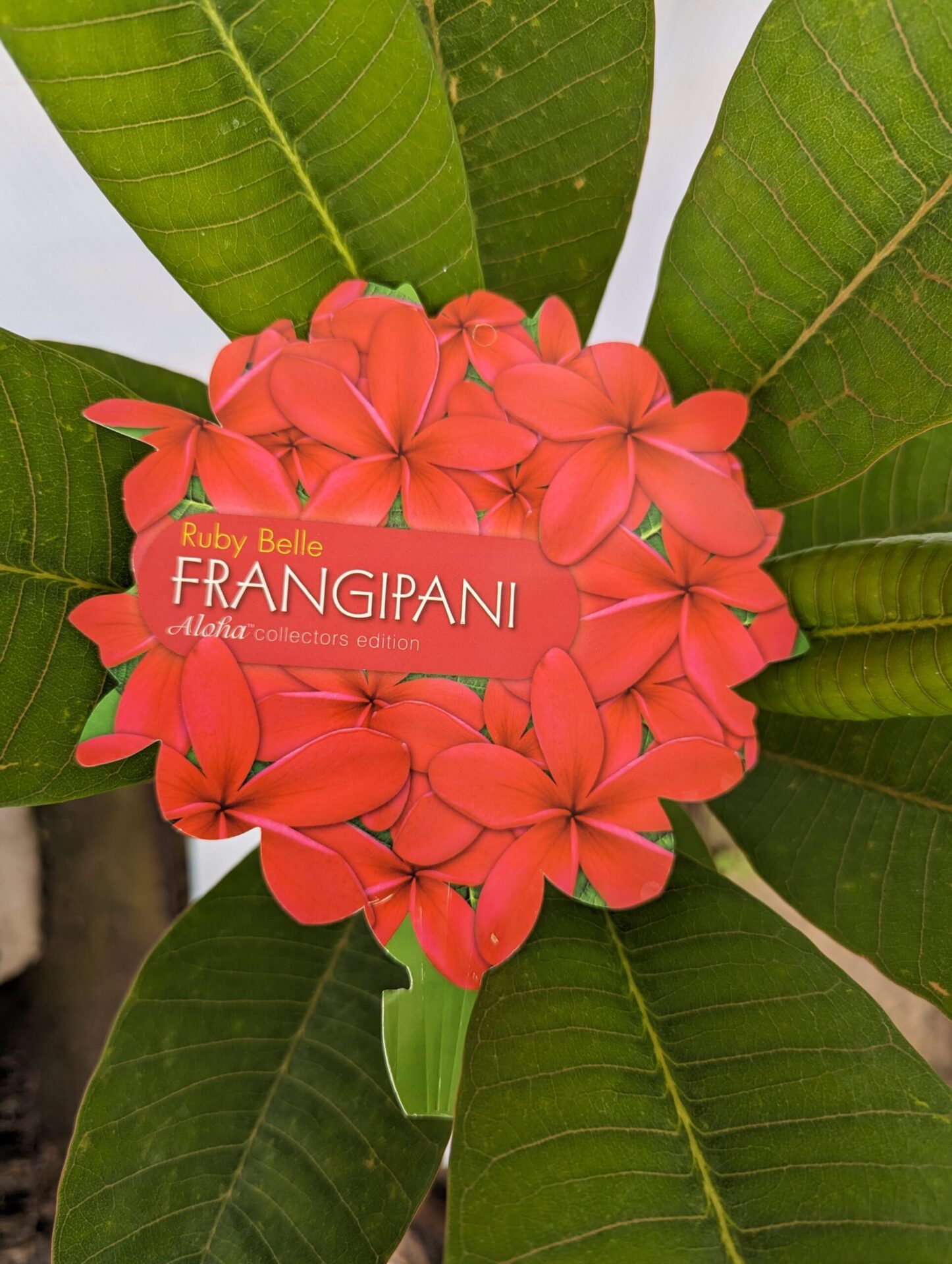 Frangipani - Ruby Belle - Guildford Garden Centre