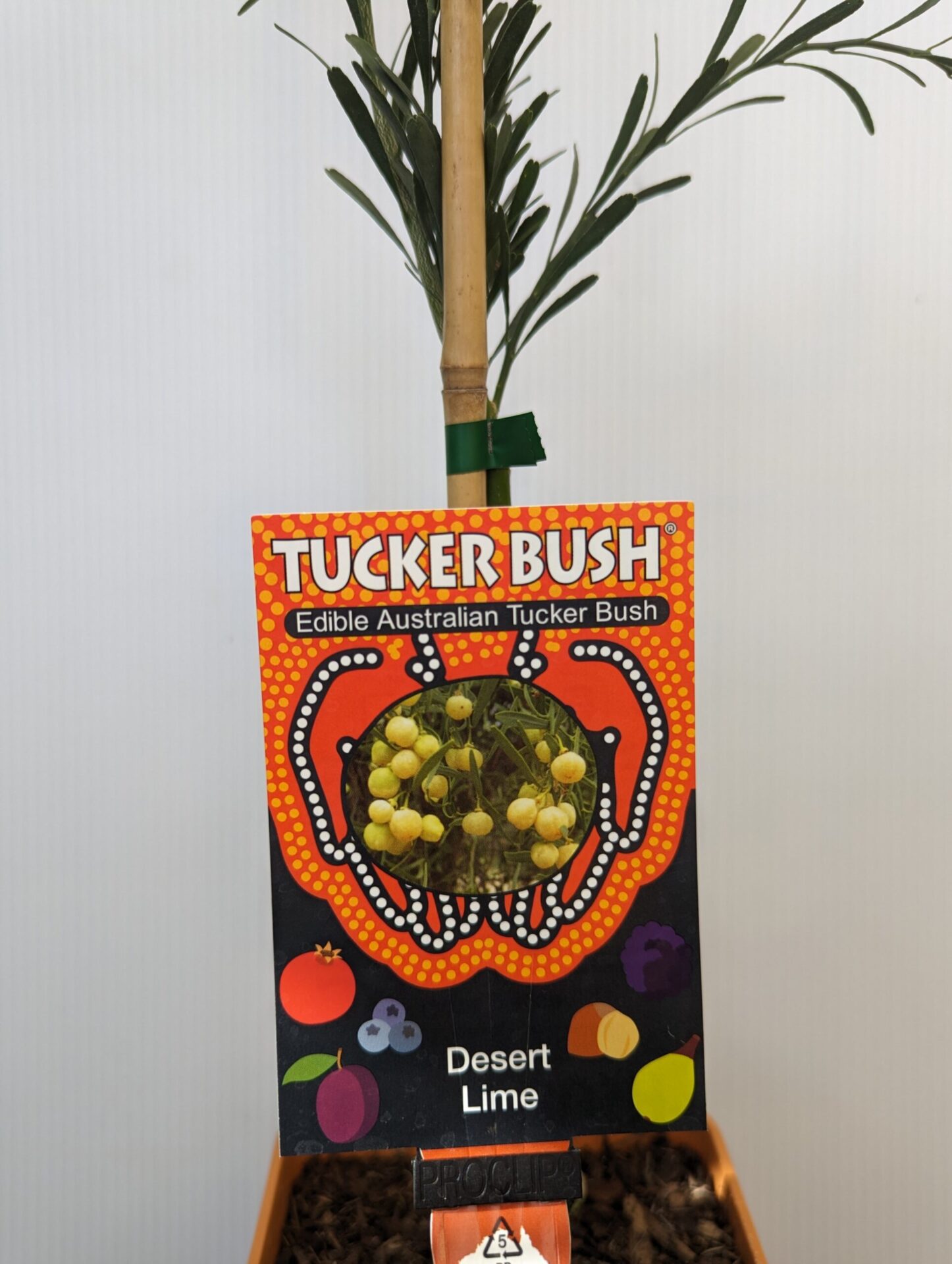 Desert Lime - Tucker Bush - Guildford Garden Centre