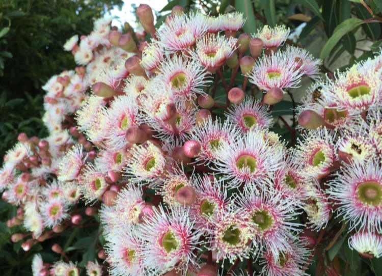 Red Flowering Gum - Precious Pearl - Perth, WA - Garden Centre