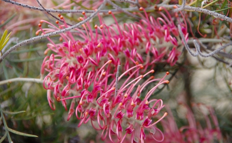 Grevillea - Cupid's Dream - Guildford Garden Centre
