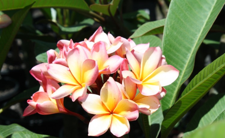 Frangipani - Hawaiian Sunset - Guildford Garden Centre