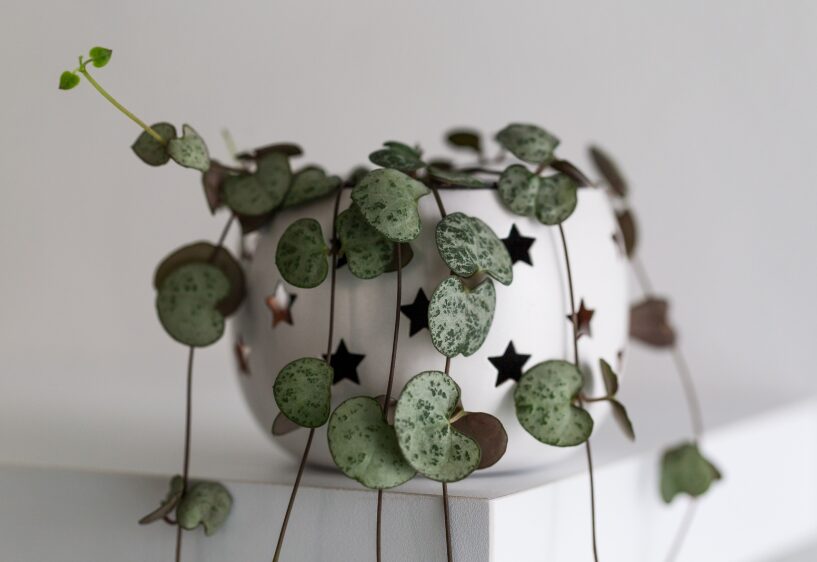 Ceropegia - Chain of Spades - Guildford Garden Centre