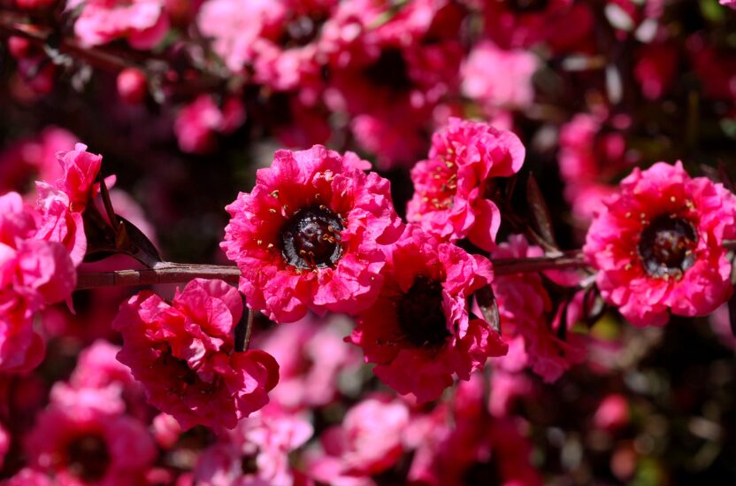 Leptospermum - Burgundy Queen - Guildford Garden Centre