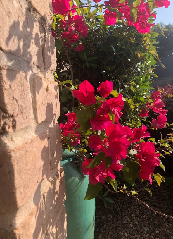 Bougainvillea - Magenta Glory - Guildford Garden Centre