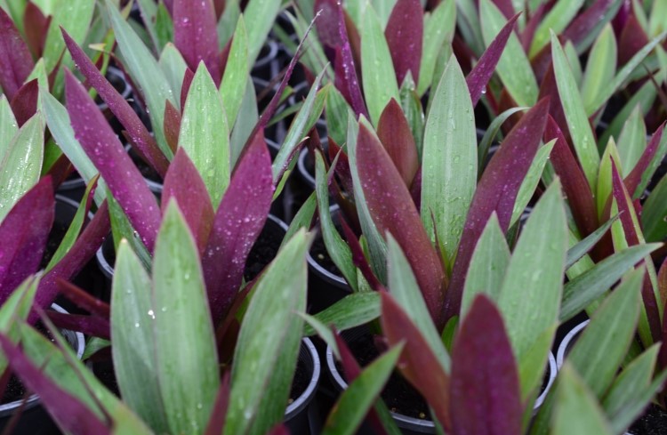 Rhoeo - Moses in the Cradle - Dwarf - Guildford Garden Centre