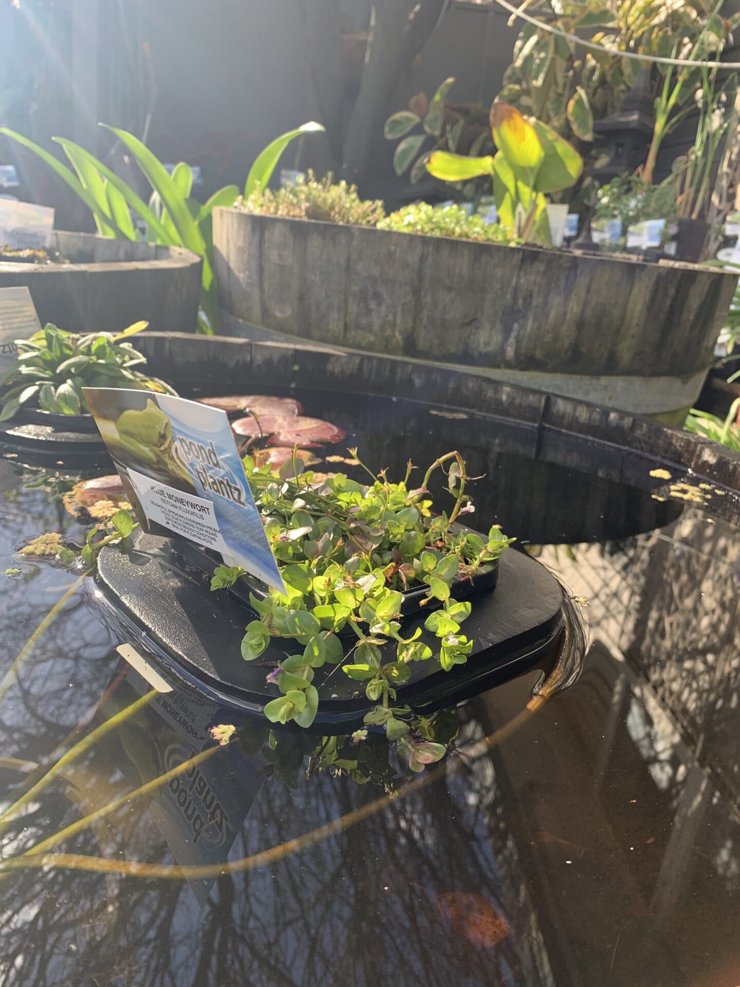 Floating Rings for Water Plants - Guildford Garden Centre