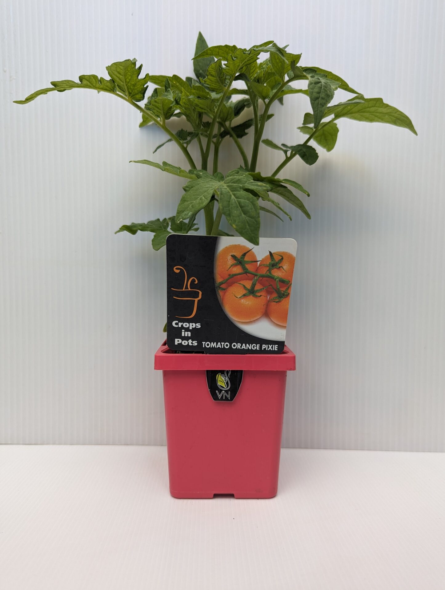 Tomato - Orange Pixie - Crops In Pots - Guildford Garden Centre