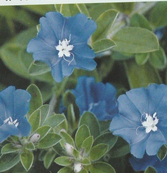 Evolvulus - Blue Daze - Guildford Garden Centre