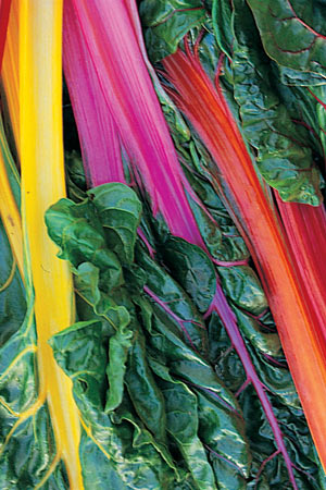 Silverbeet - Five Colour Mix - Diggers Seeds - Guildford Garden Centre