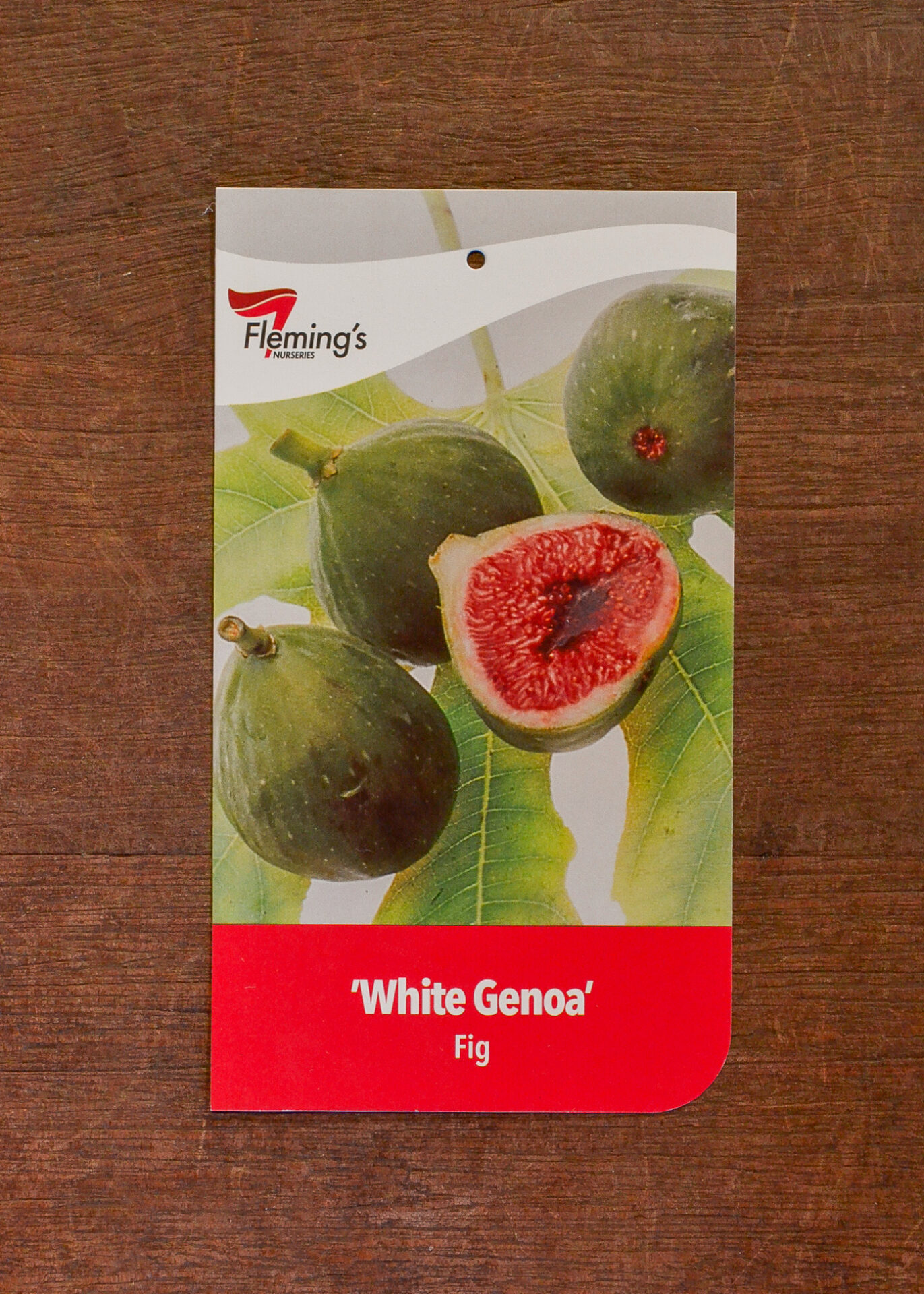 Fig - White Adriatic - Guildford Garden Centre