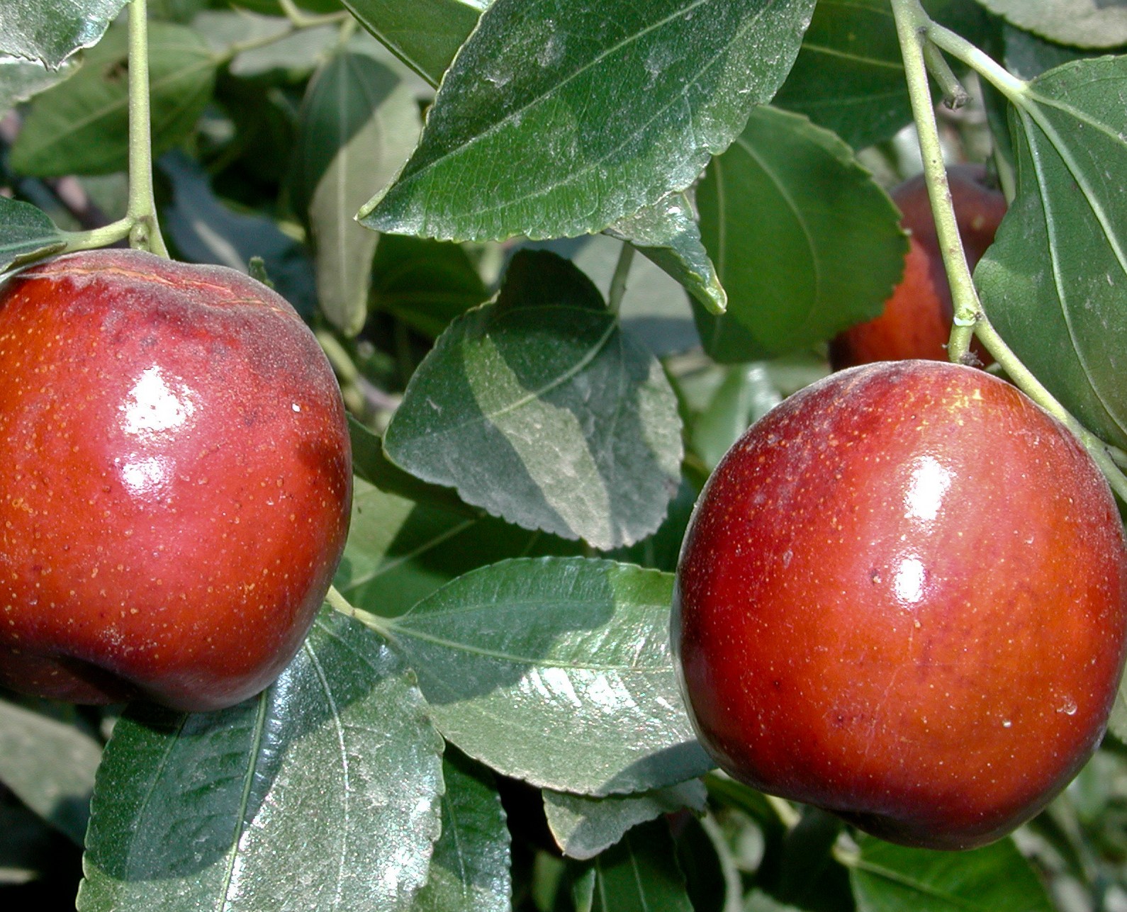 Jujube - Li Grafted - Guildford Garden Centre