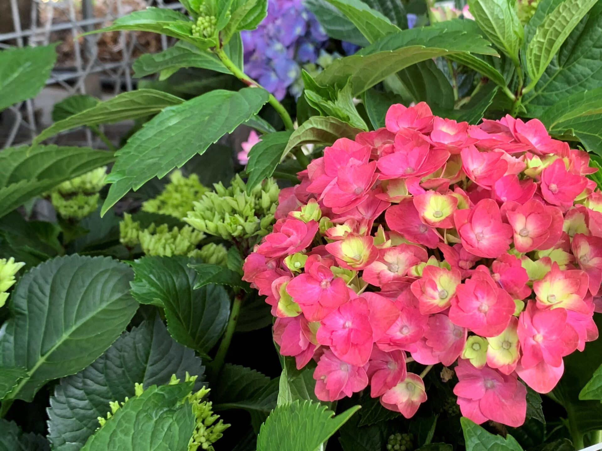 Hydrangea - Assorted Colours - Guildford Garden Centre