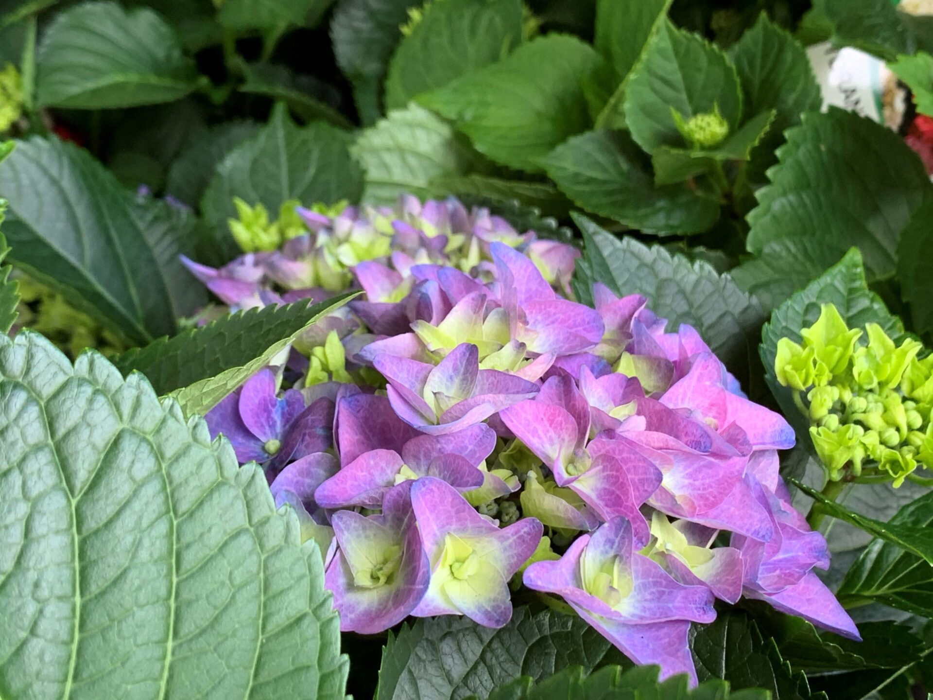 Hydrangea - Assorted Colours - Guildford Garden Centre