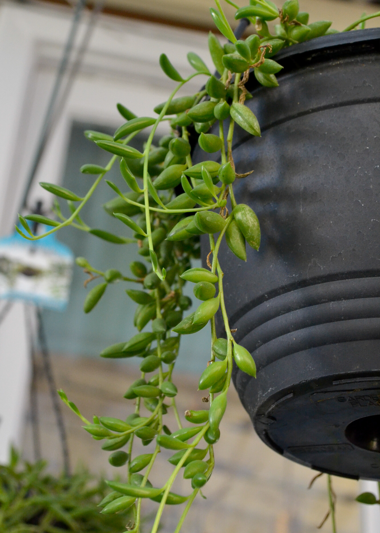 Senecio - String of Tears - Guildford Garden Centre
