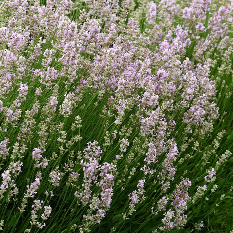 Lavender - Rosea - Guildford Garden Centre