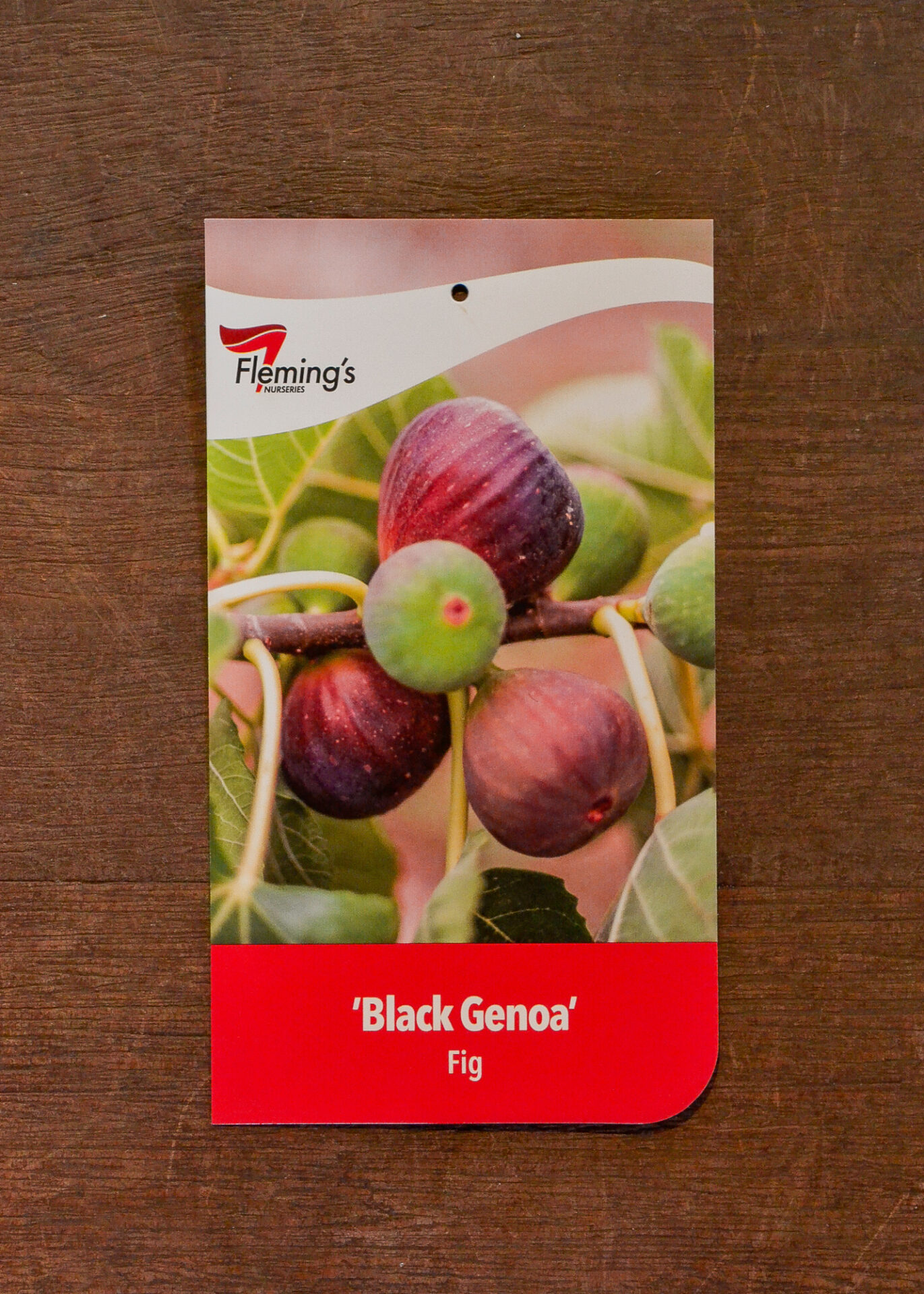 Fig - Black Genoa - Guildford Garden Centre