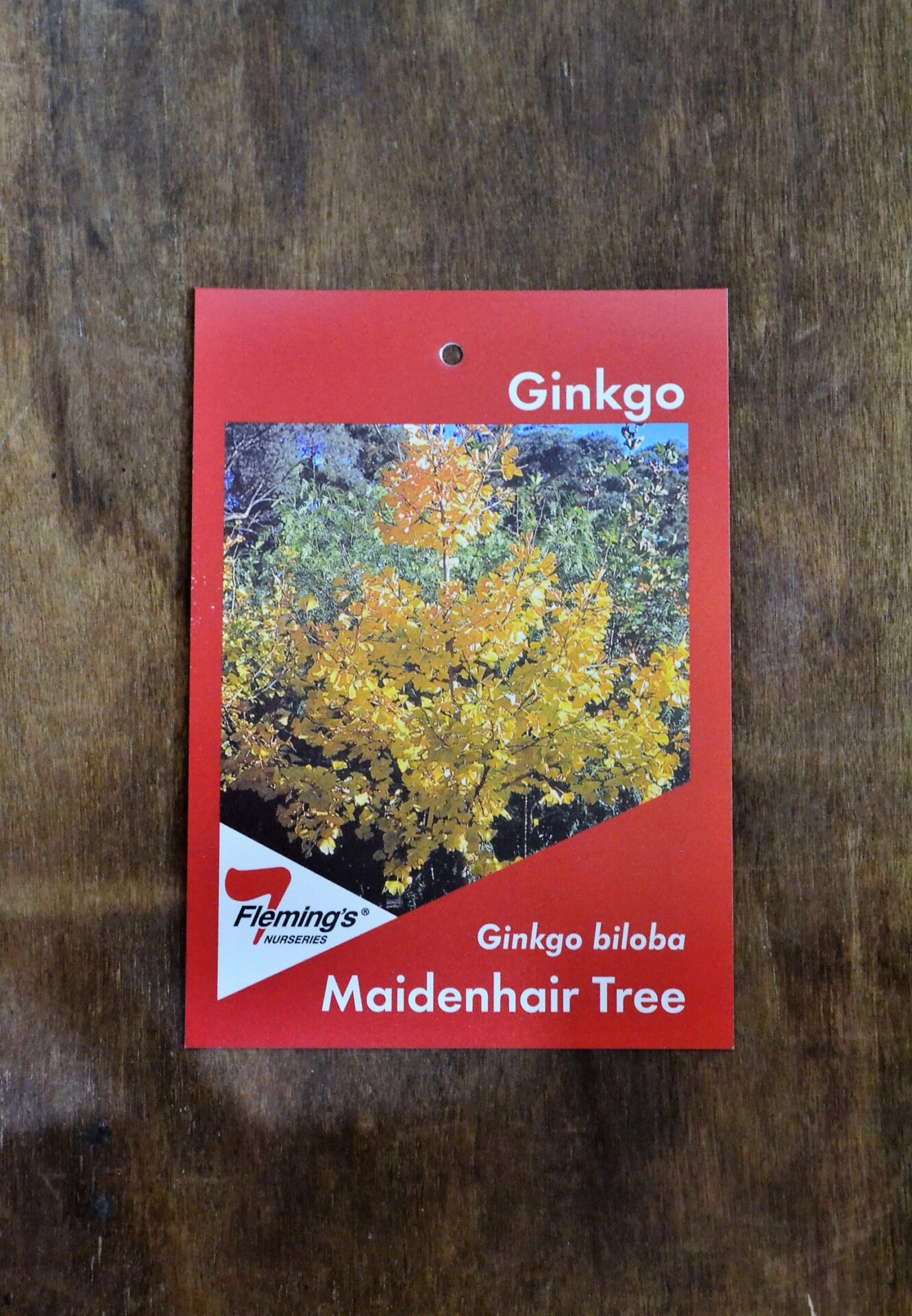Ginkgo - Maidenhair Tree - Guildford Garden Centre