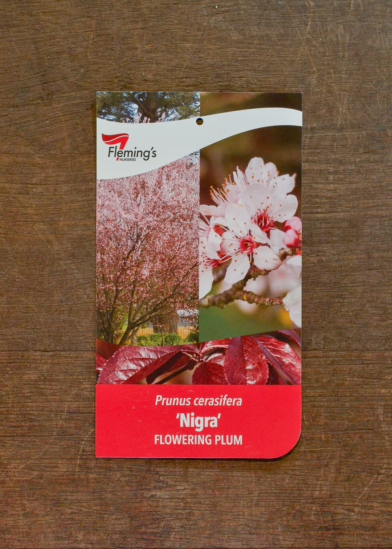 Plum - Flowering - Nigra - Guildford Garden Centre