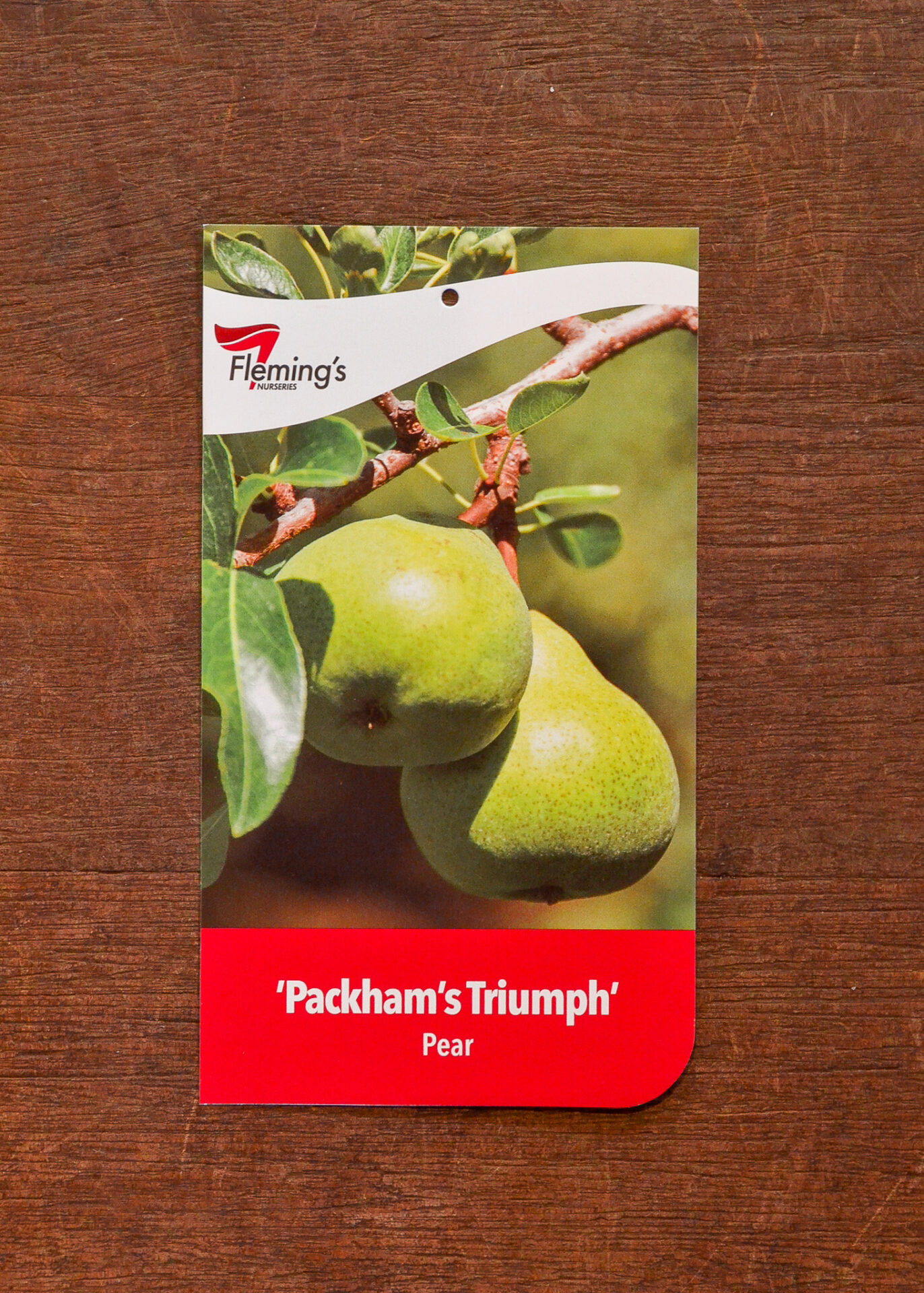 Pear - Packham's Triumph - Guildford Garden Centre