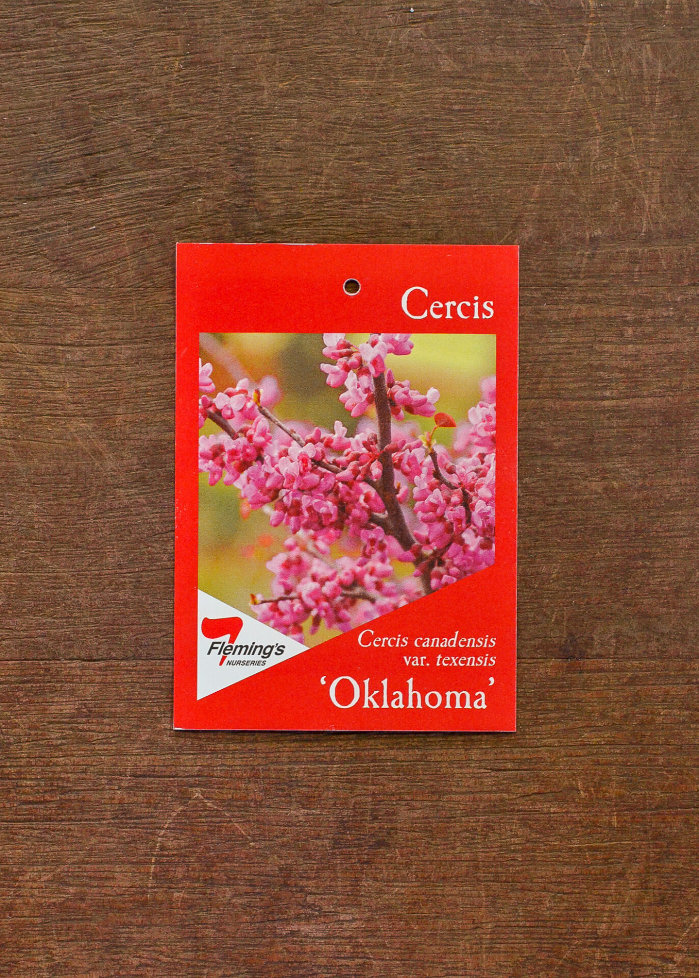 Cercis - Oklahoma - Guildford Garden Centre
