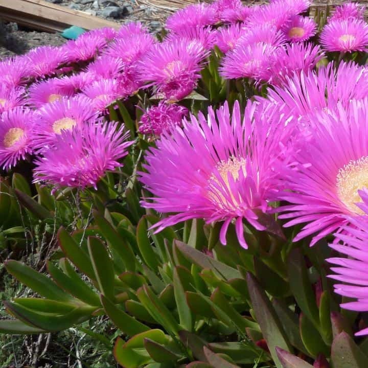 Karkalla (Carpobrotus virescens) - Tucker Bush - Guildford Garden Centre