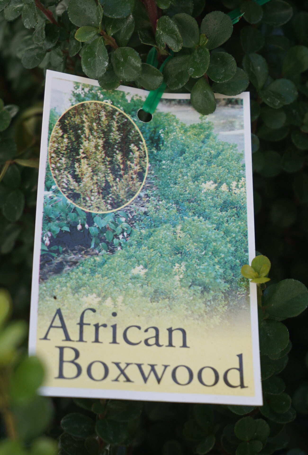 Myrsine - African Boxwood - Guildford Garden Centre