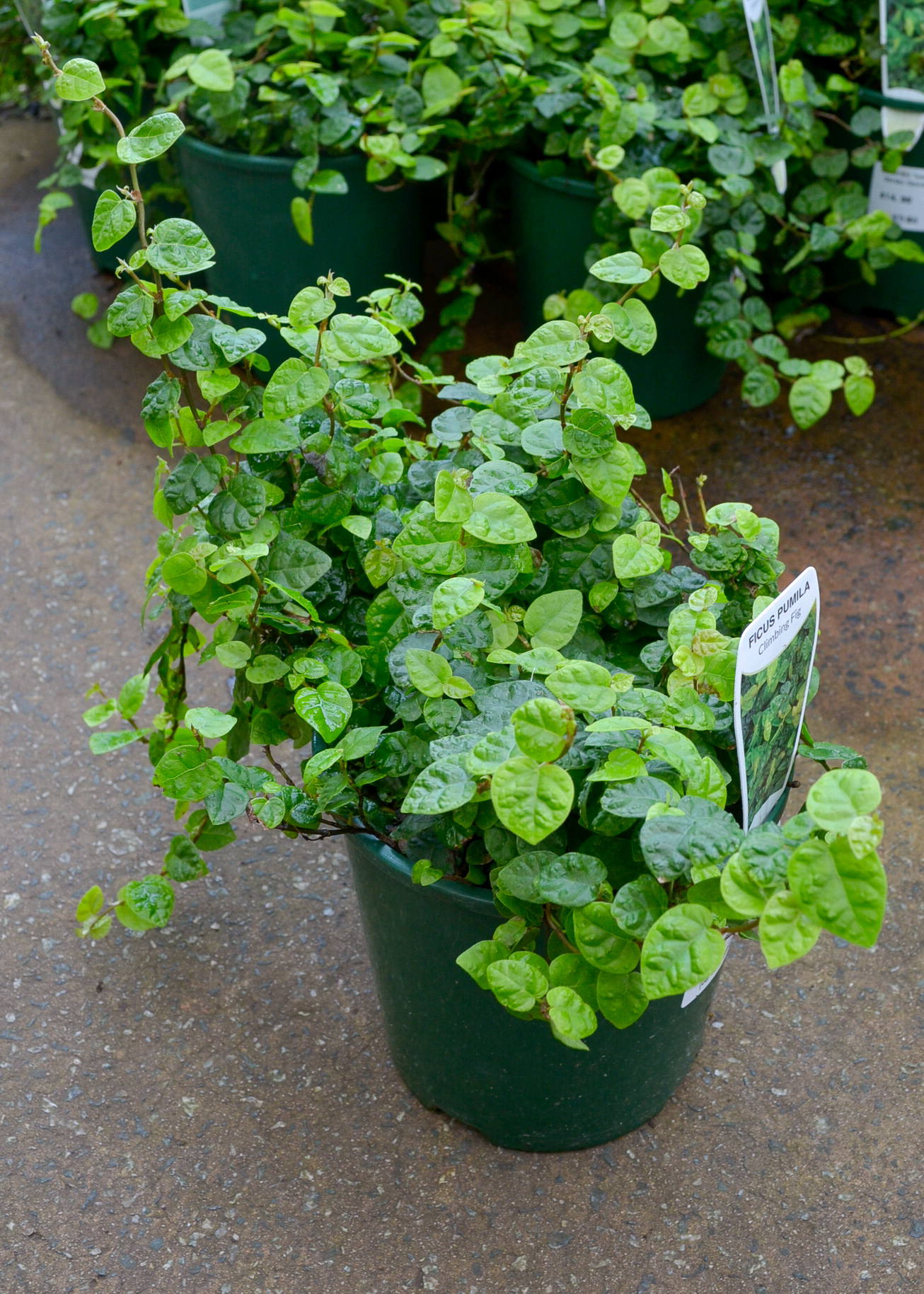 Ficus - Climbing Fig - Guildford Garden Centre