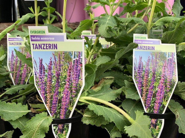 Salvia - Tanzerin - Guildford Garden Centre