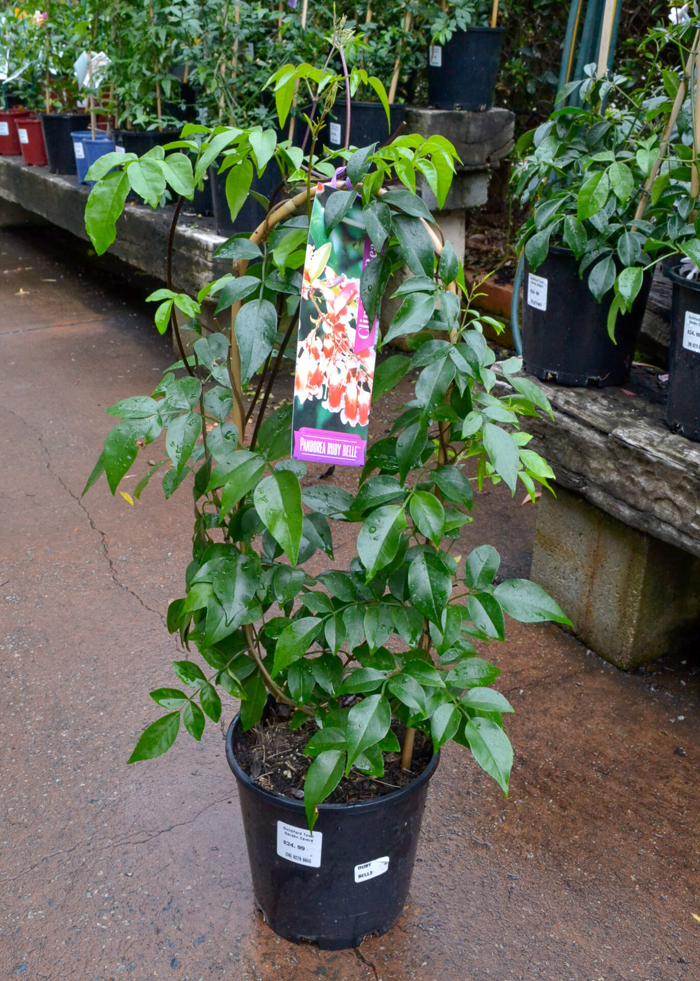Pandorea - Ruby Belle - Guildford Garden Centre