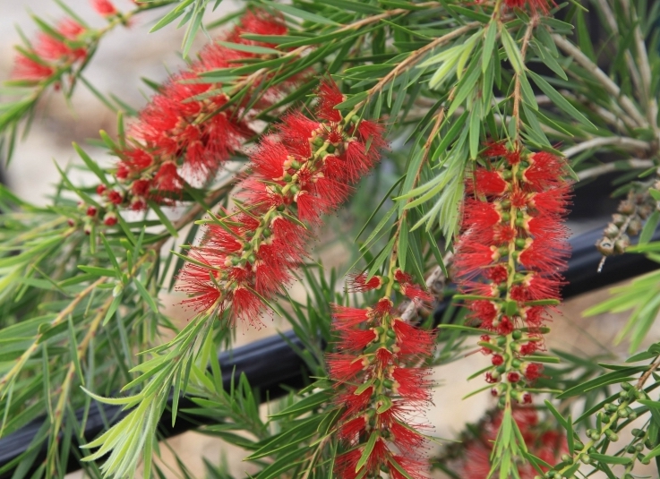 Bottlebrush - Dawson River Weeper - Guildford Garden Centre