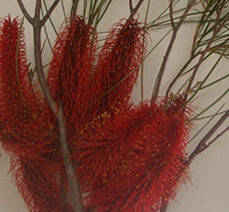 Hakea - Red Poker - Guildford Garden Centre