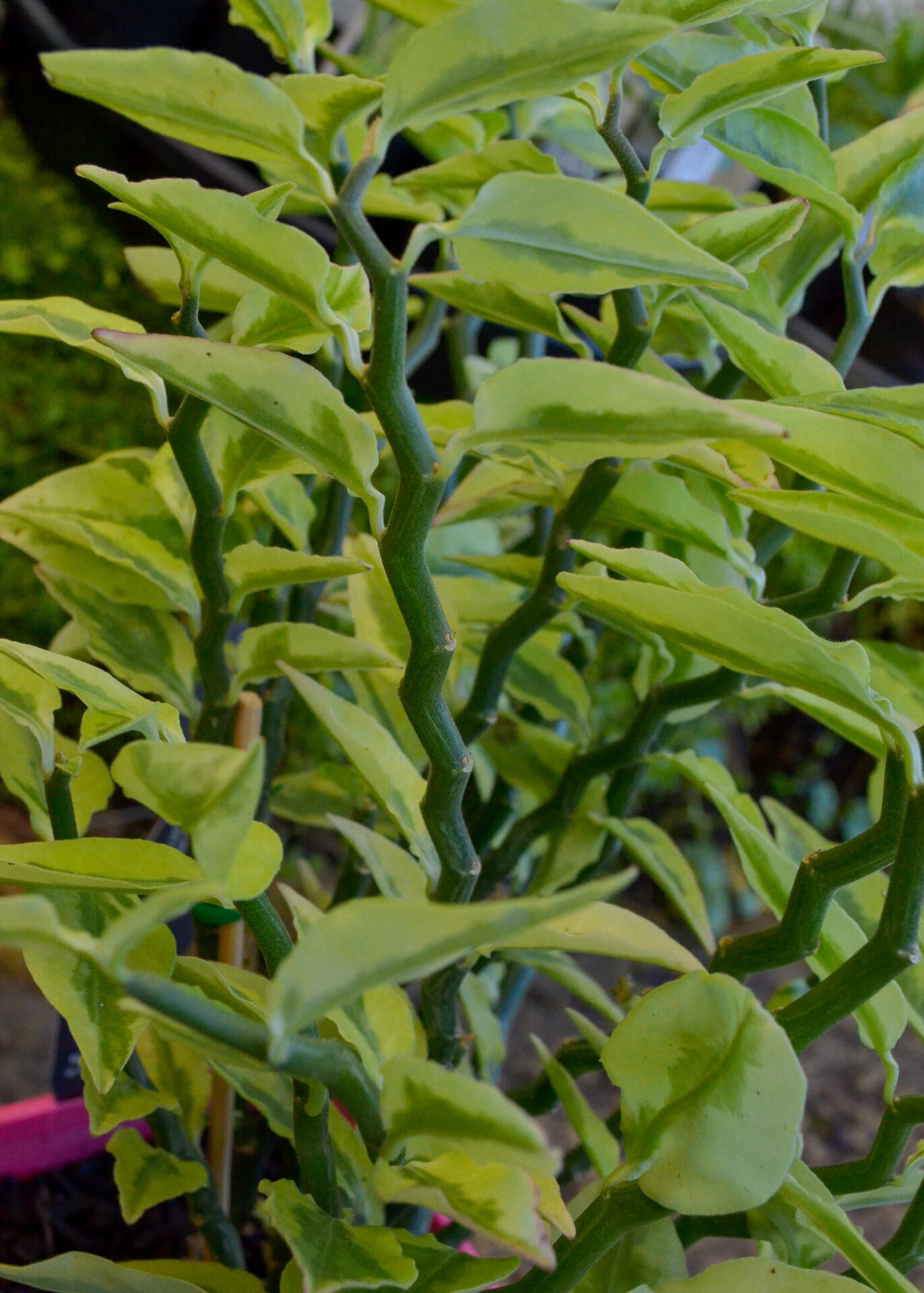 Pedilanthus - Zig Zag Plant - Guildford Garden Centre