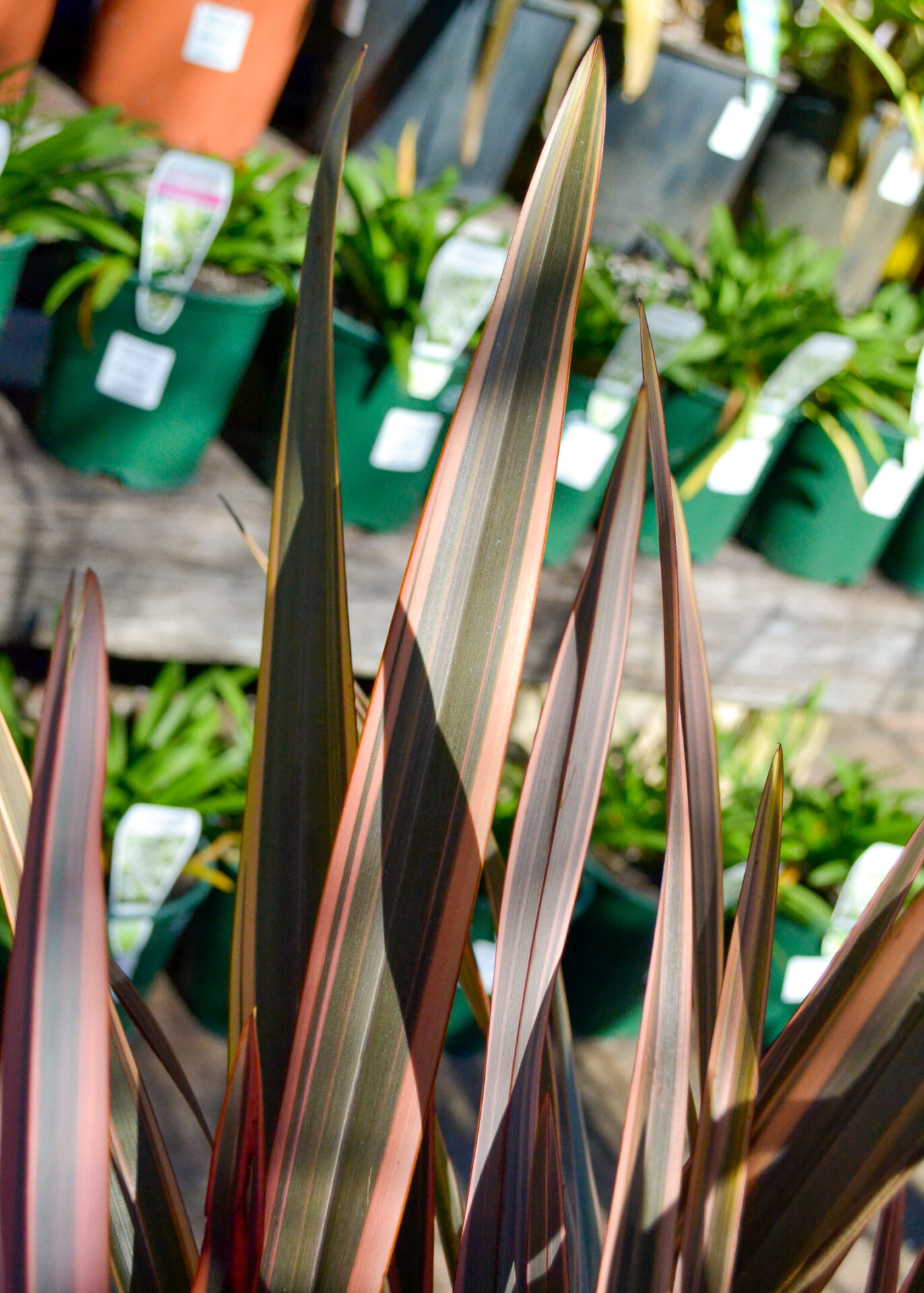 Phormium - Maori Sunset - Guildford Garden Centre