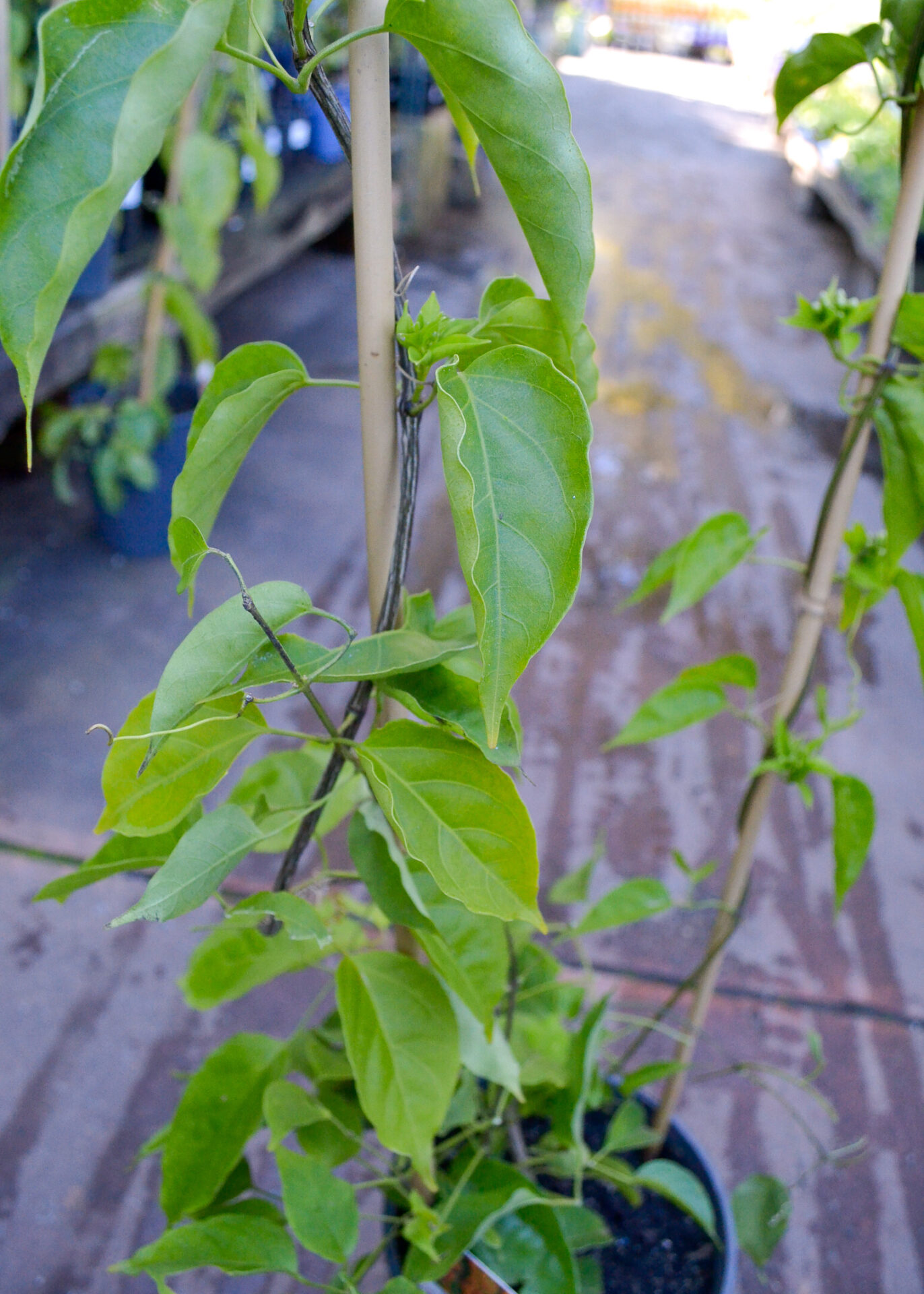 Pyrostegia - Orange Trumpet Vine - Guildford Garden Centre