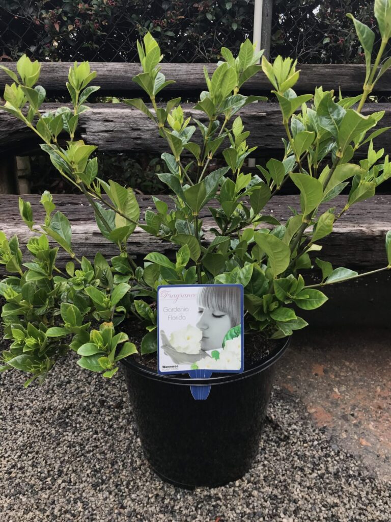 Gardenia - Florida - Guildford Garden Centre