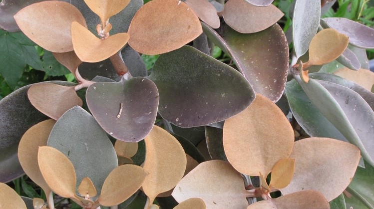 Kalanchoe - Copper Spoons - Guildford Garden Centre