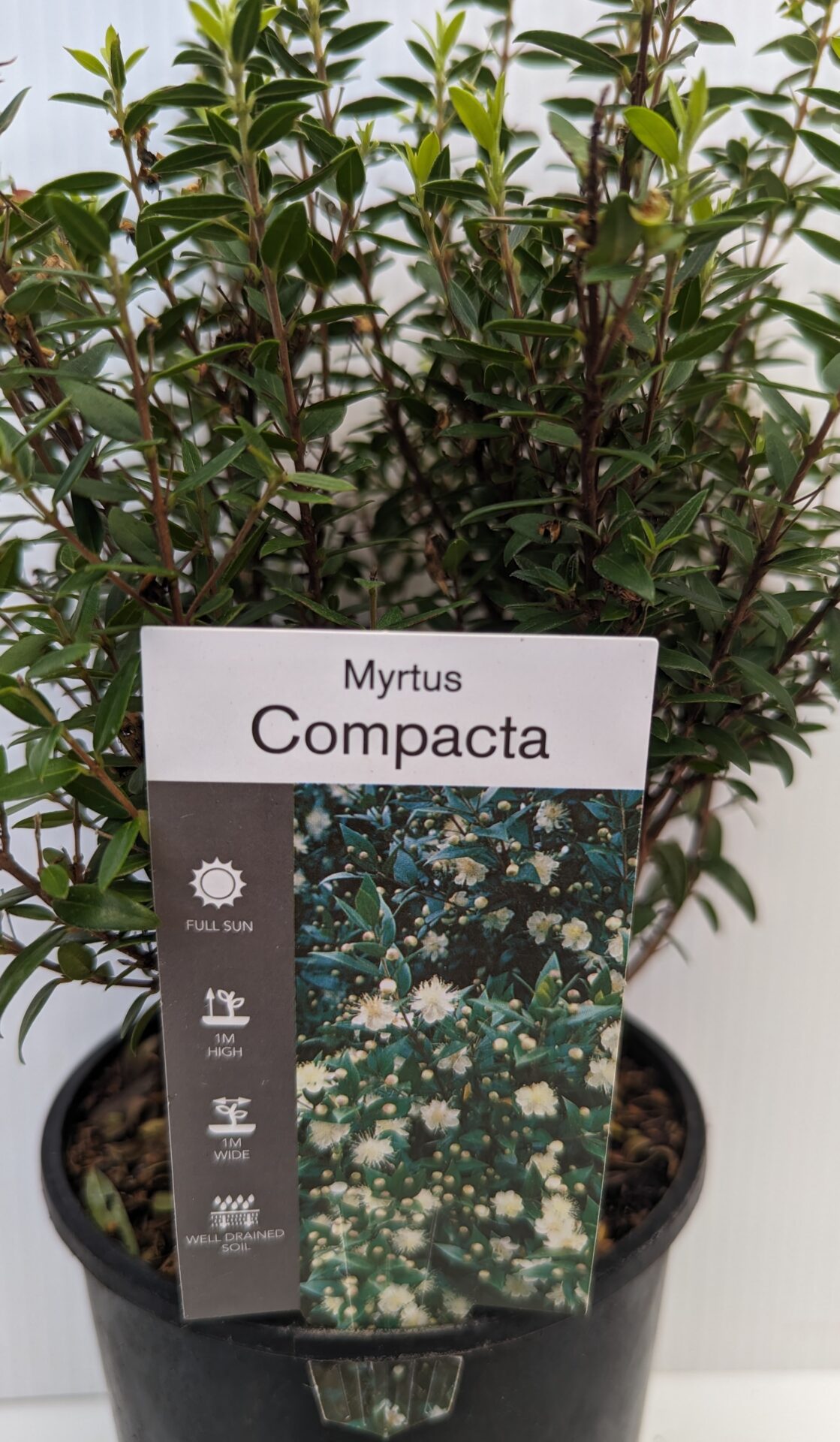 Myrtus - Dwarf Common Myrtle - Guildford Garden Centre