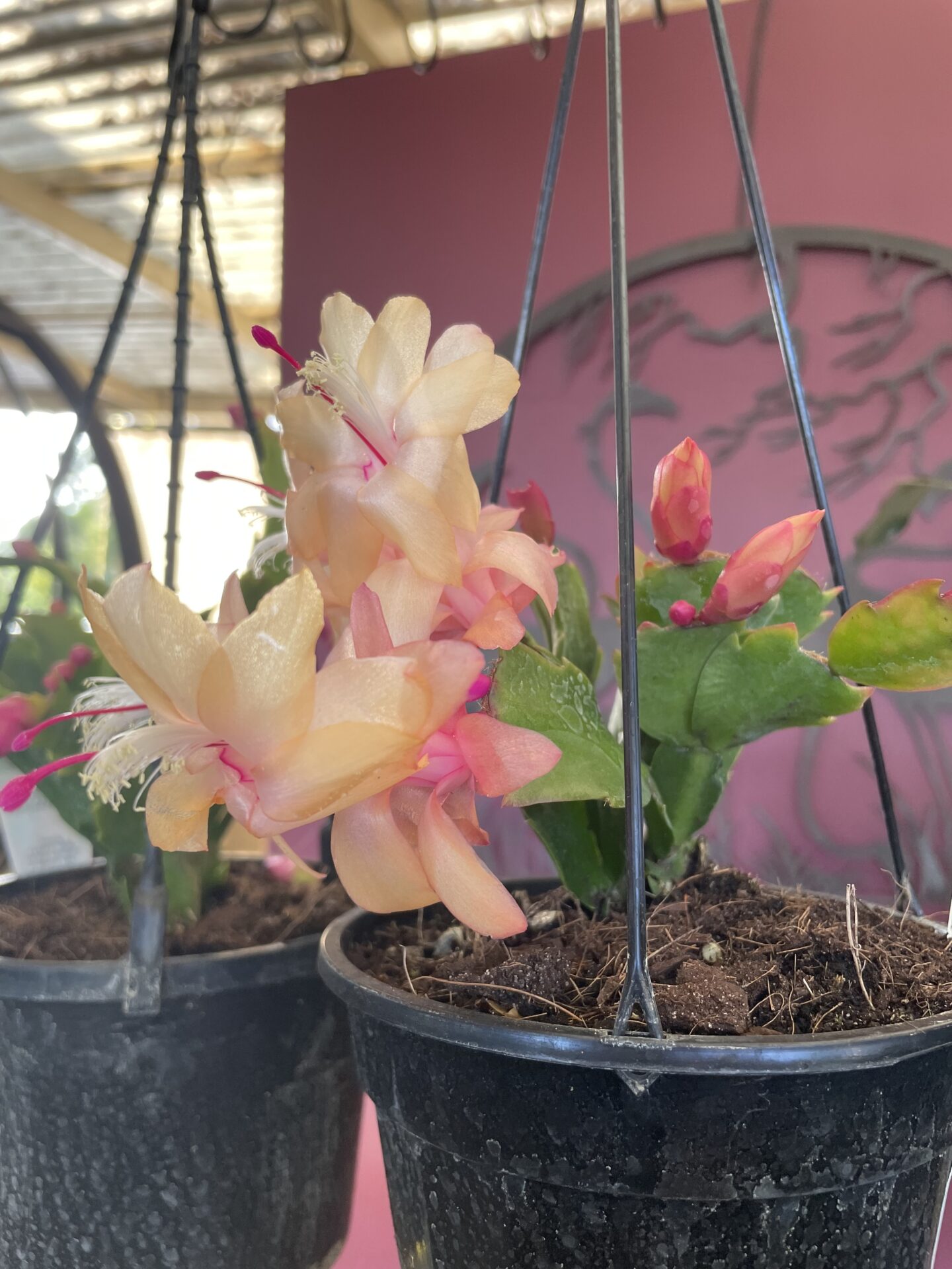 Zygocactus - Assorted - Guildford Garden Centre