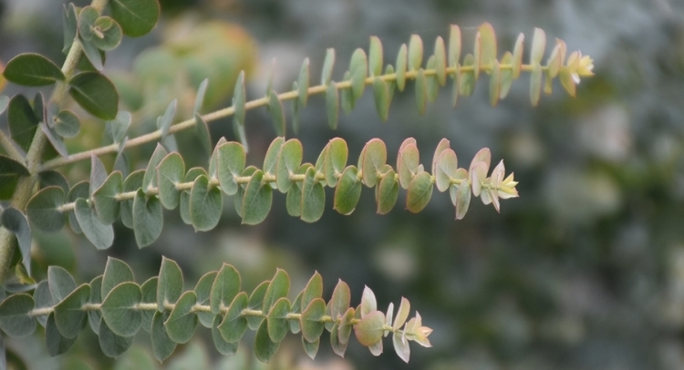 Eucalyptus kruseana - Book Leaf Mallee - Guildford Garden Centre
