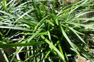 Dwarf Mondo Grass - Guildford Garden Centre