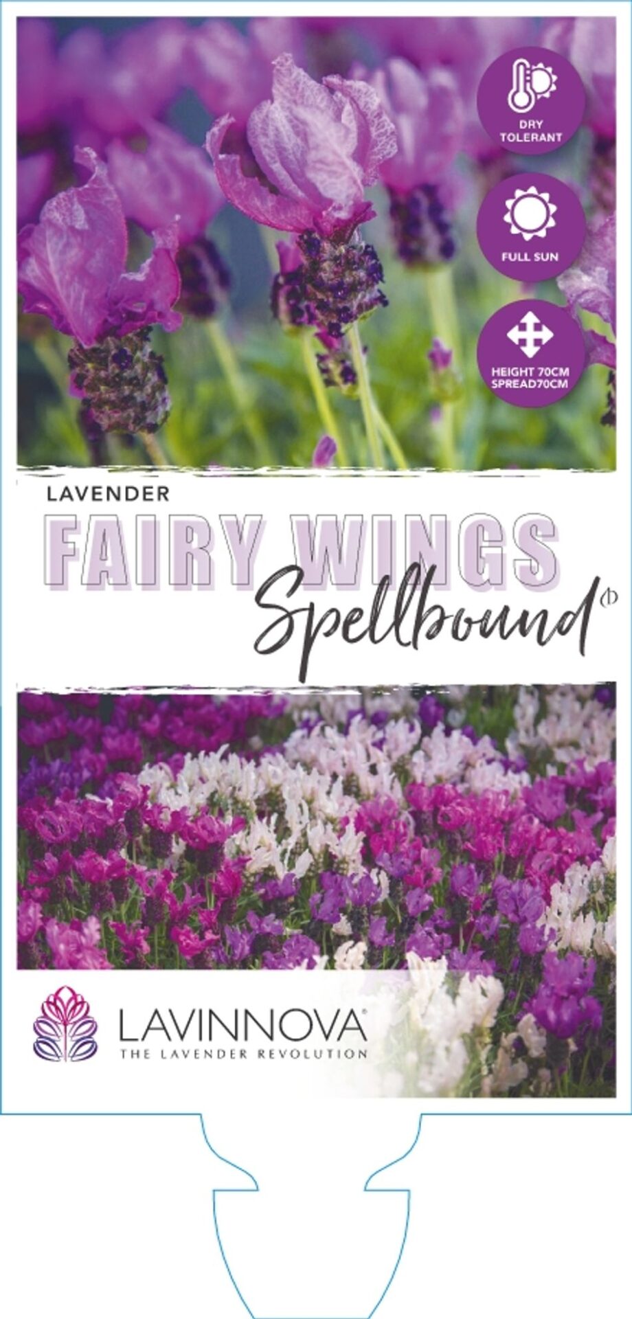 Lavender - Fairy Wings Spellbound - Guildford Garden Centre