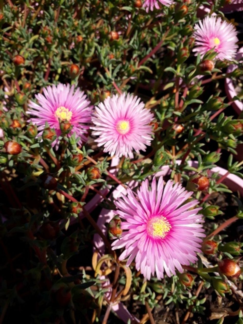 Mesembryanthemum - Pigface Pink - Guildford Garden Centre