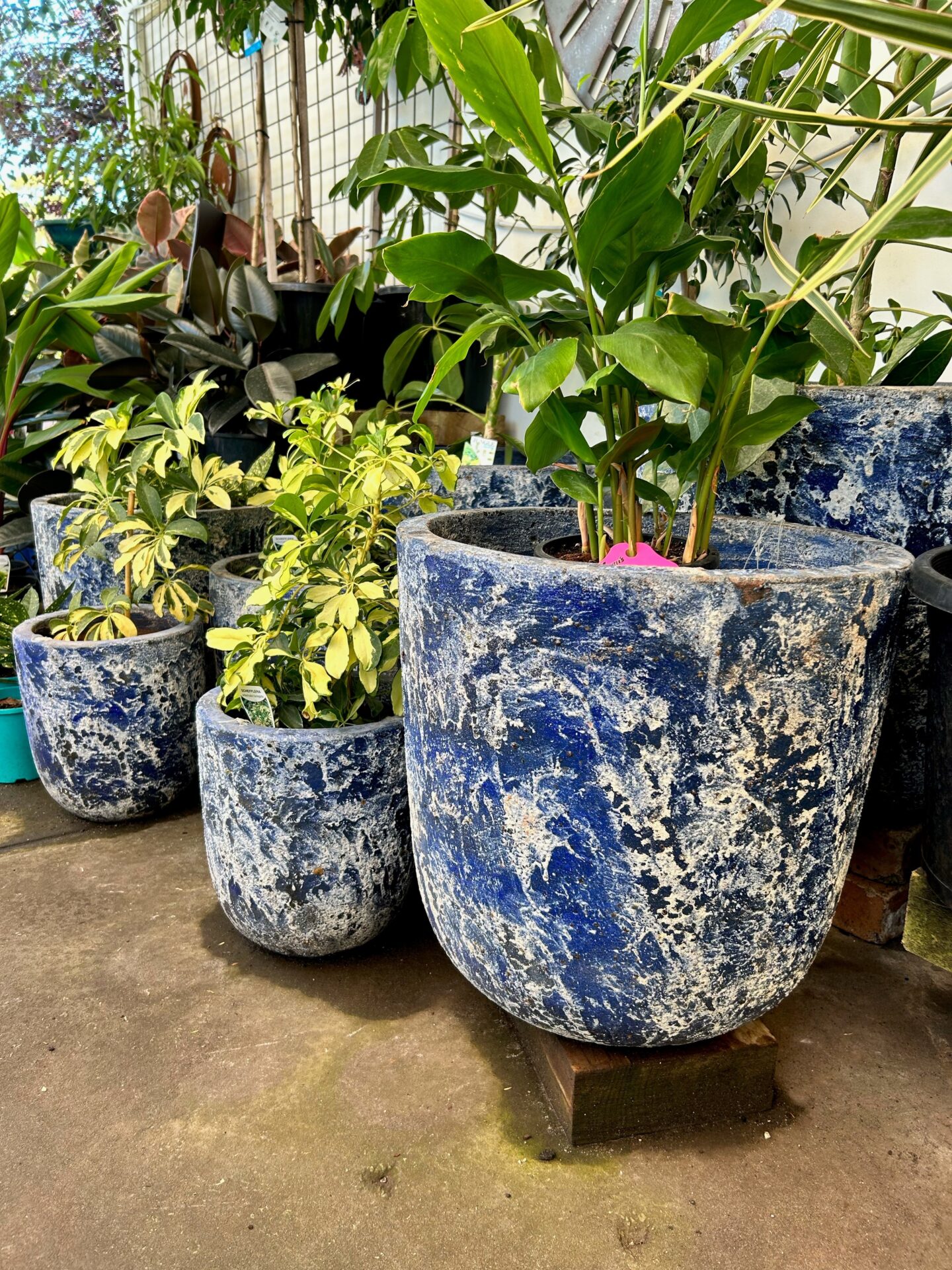 Pot - Atlantis Squat U Pot Azure Blue - Ceramic - Guildford Garden Centre